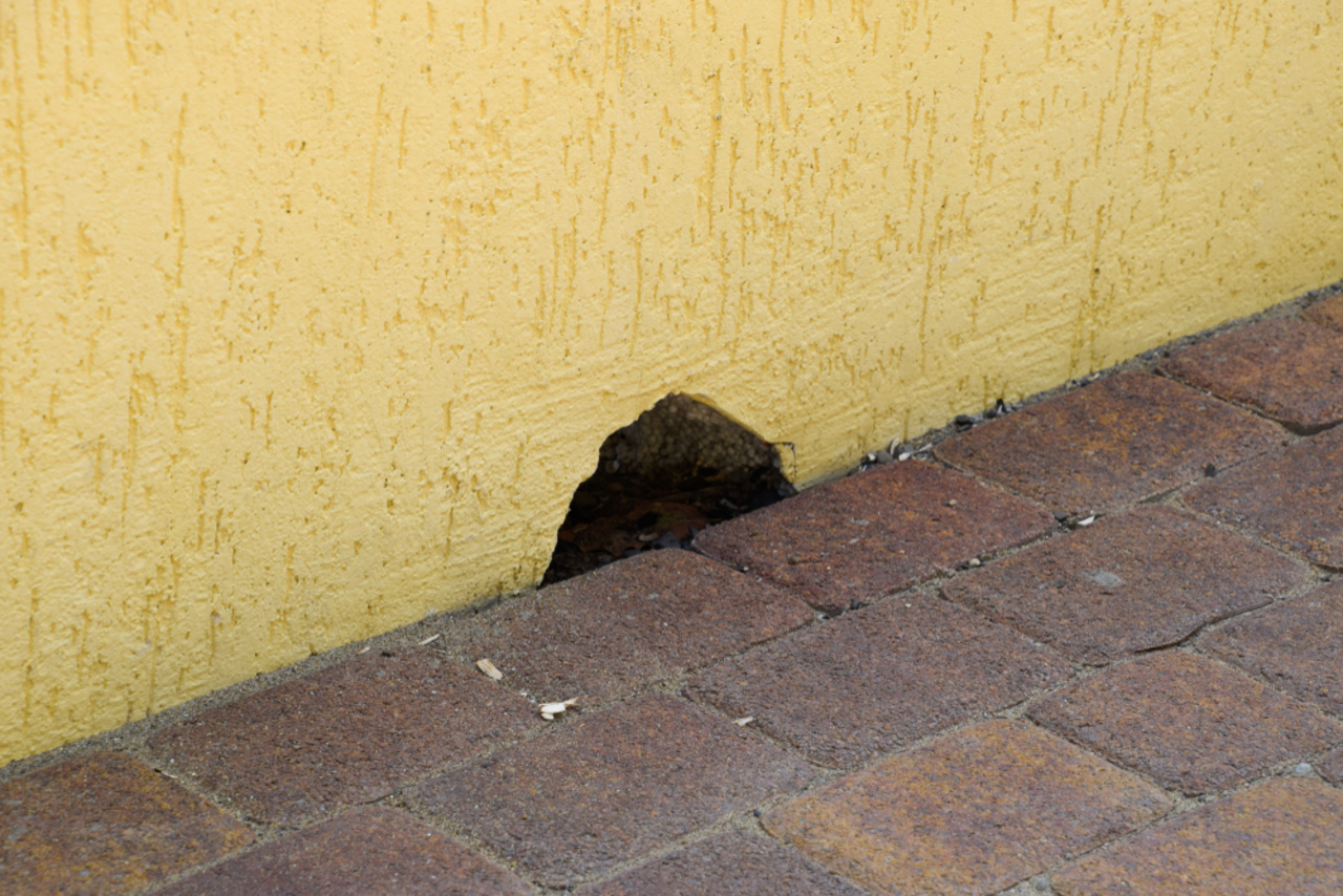 Stashbee's Anti-Infestation Guide: Avoid Unwanted Guests in Your Garage ...